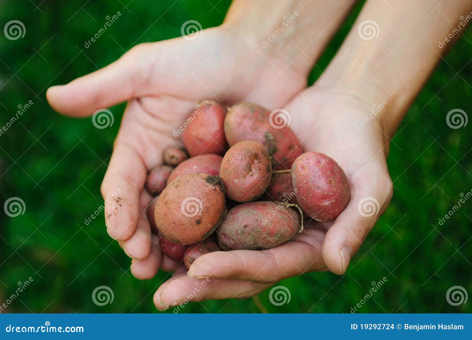 Hands & Potatoes stock photo. Image of fresh, vegetable - 19292724