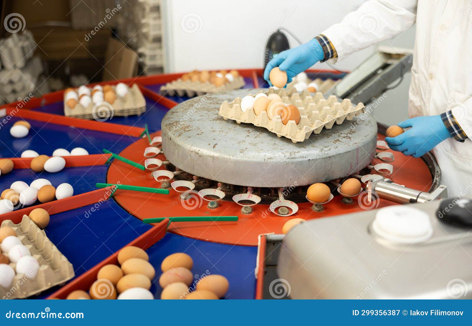 Hands of Poultry Farm Worker Sorting Eggs and Placing into Cardboard ...
