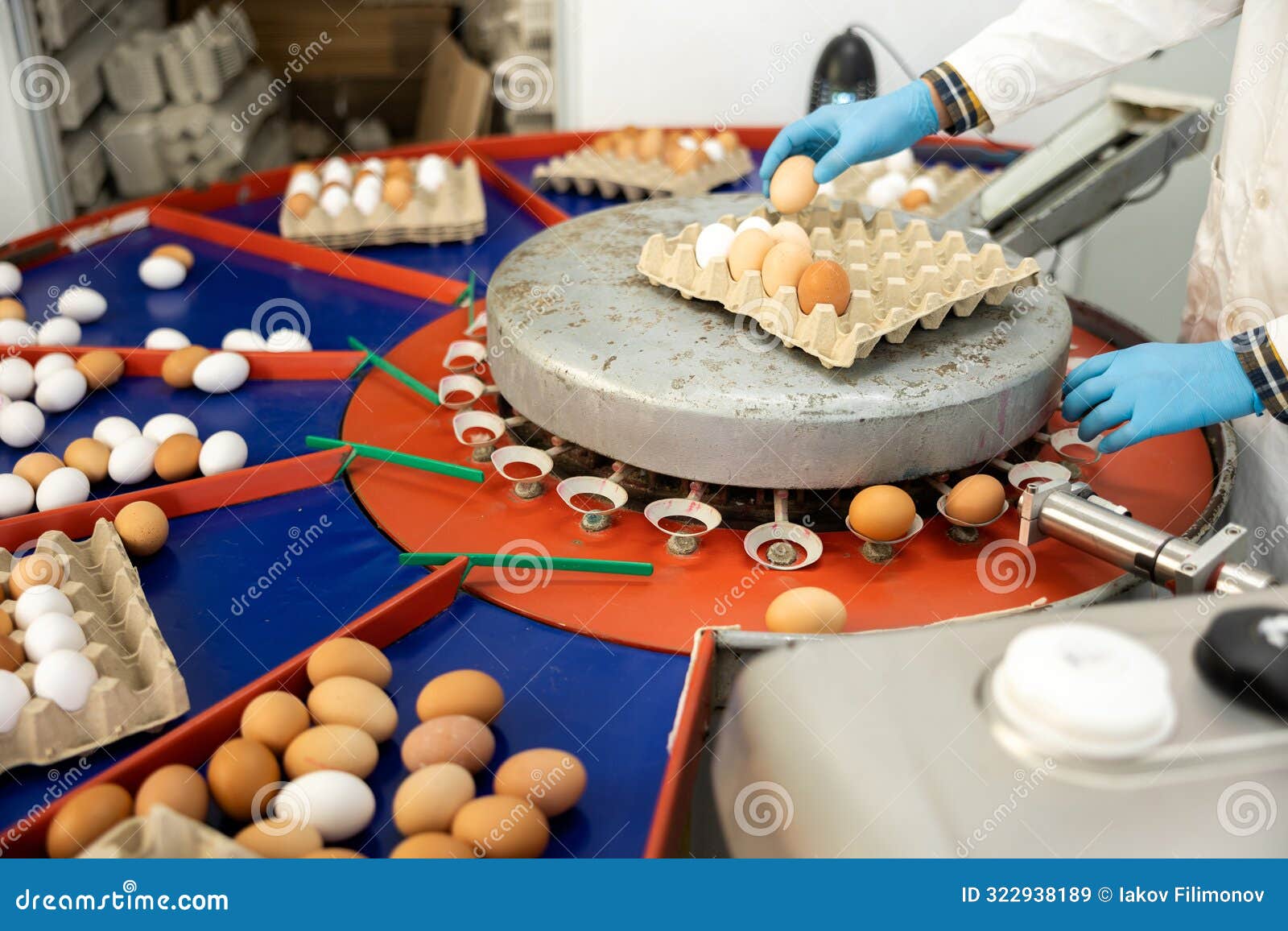 Hands of Poultry Farm Worker Sorting Eggs and Placing into Cardboard ...
