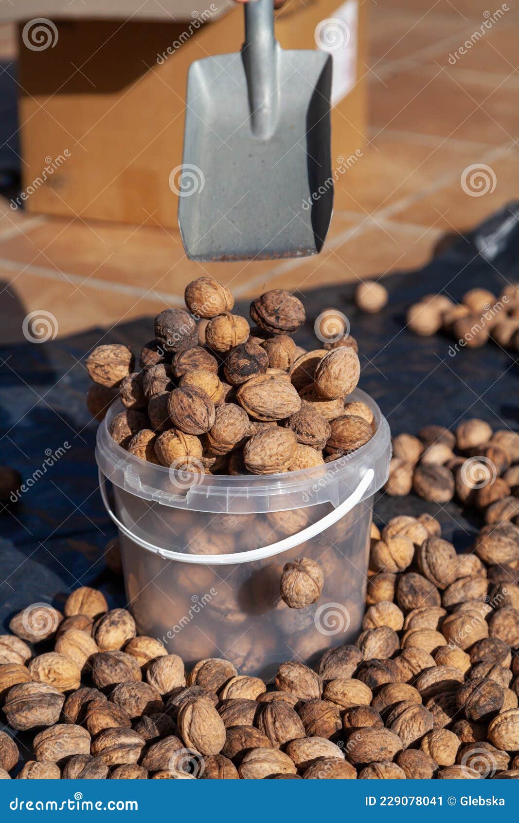 Walnuts Sprinkled with Spatula in Bucket Stock Image - Image of plastic ...
