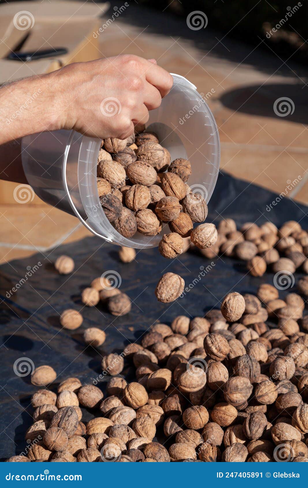 Hands Pour Walnuts from Plastic Bucket Stock Image - Image of valuable ...