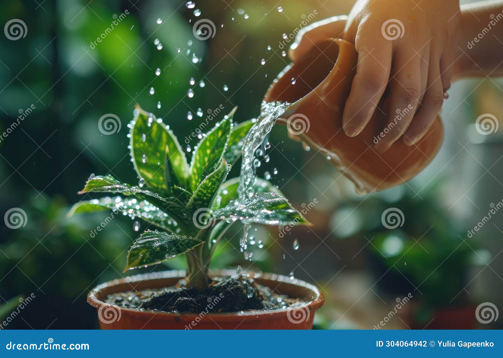 A Hands Pours Water into a Potted Plant Stock Photo - Image of growth ...