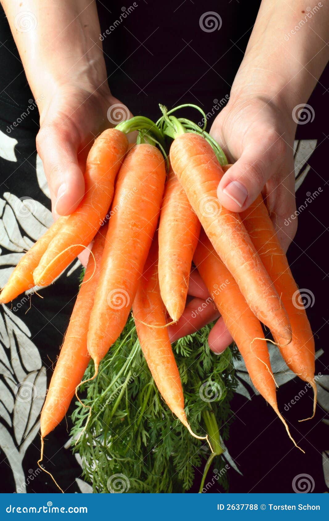 Hands presents carrots stock photo. Image of offer, vegetable - 2637788