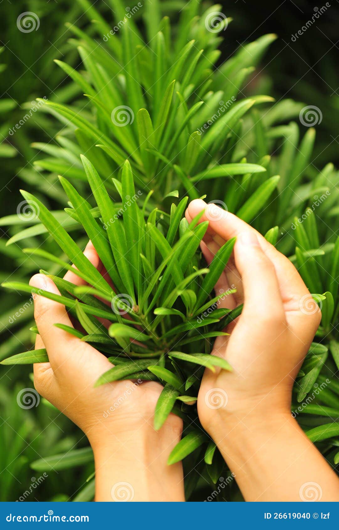 Hands protect nature stock photo. Image of green, tree - 26619040