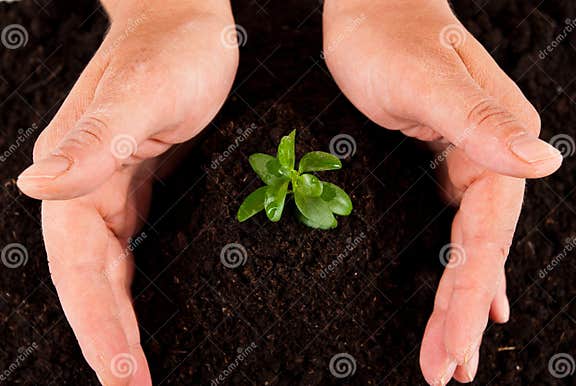 Hands protect plant stock photo. Image of earth, hold - 15026310
