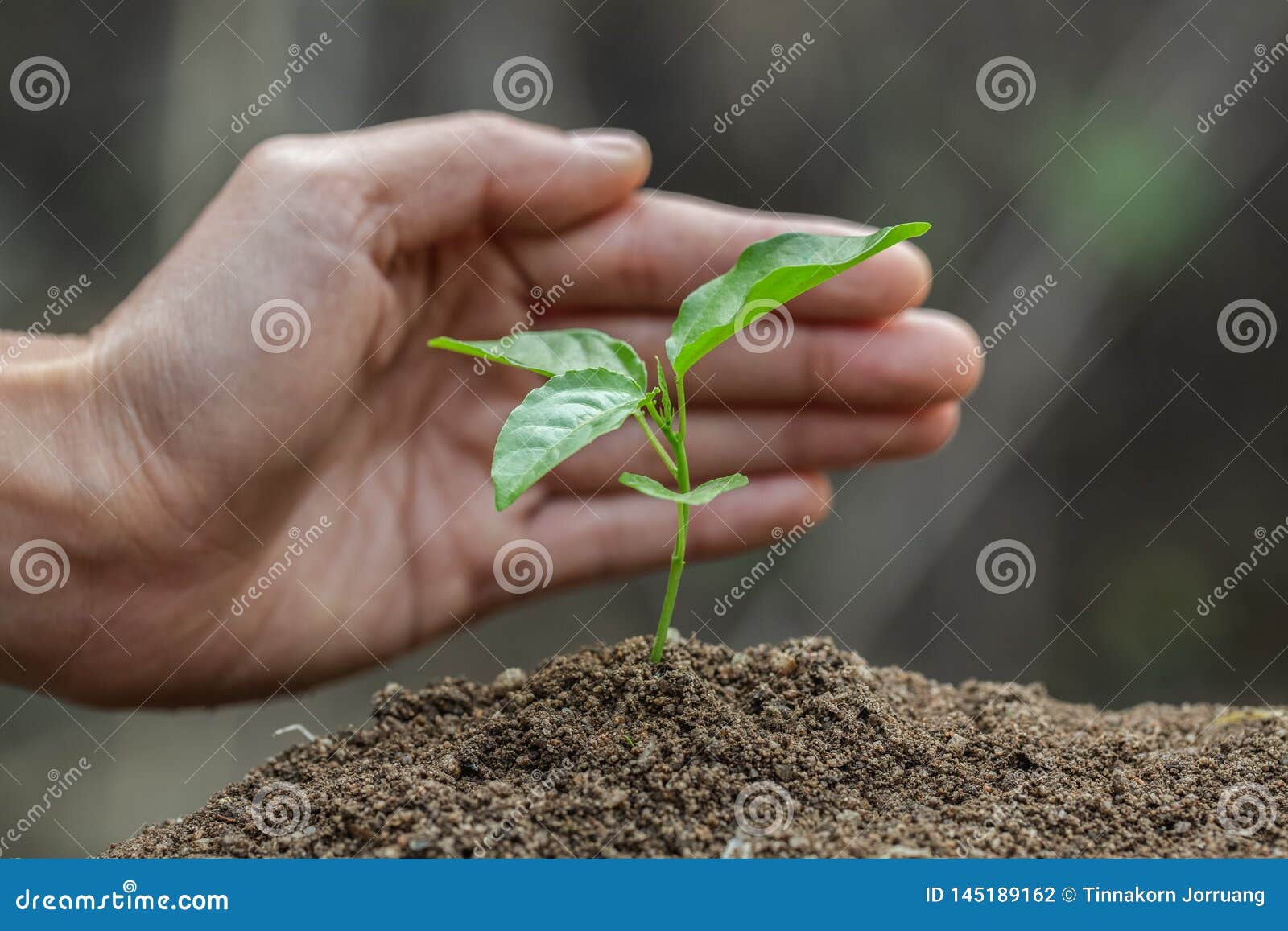 Hands Protect Trees, Plant Trees, Plant Trees To Reduce Global Warming ...