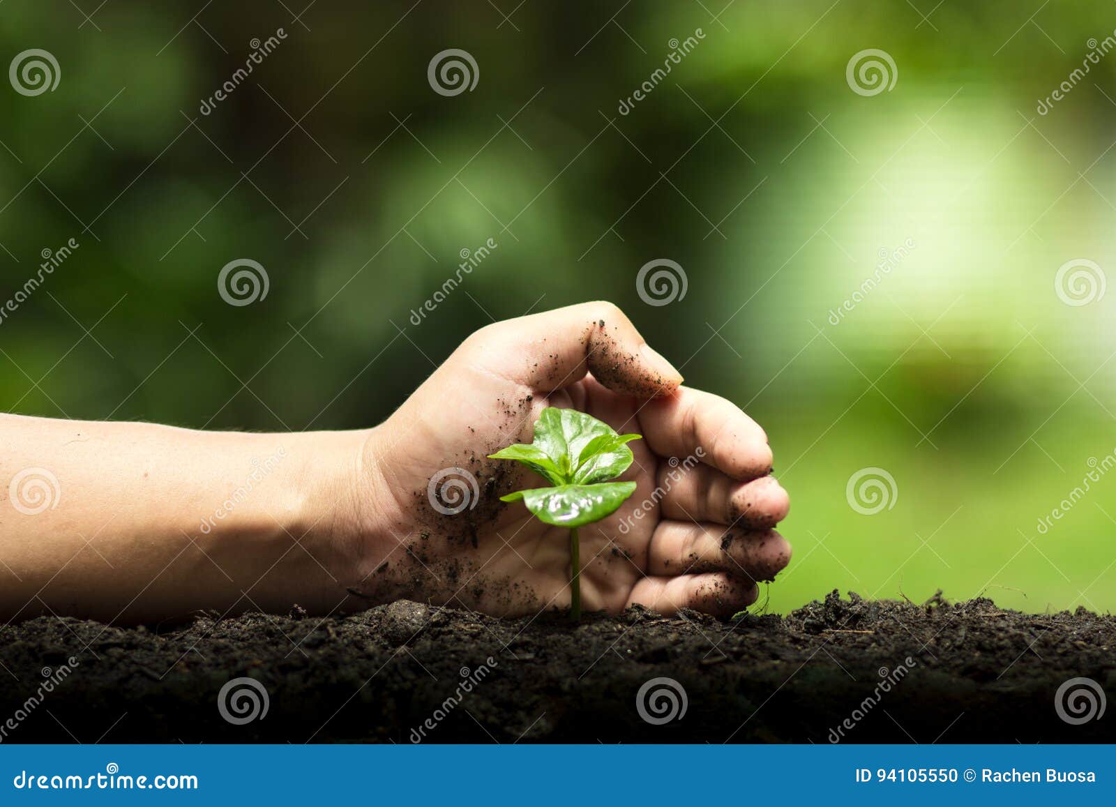 Hands Protect Trees, Plant Trees, Hands on Trees, Love Nature Stock ...