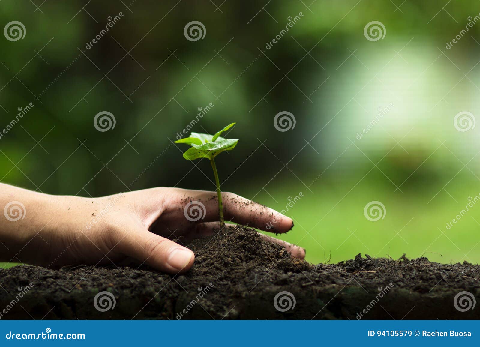 Hands Protect Trees, Plant Trees, Hands on Trees, Love Nature Stock ...