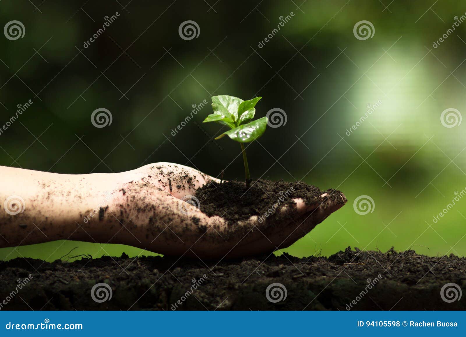 Hands Protect Trees, Plant Trees, Hands on Trees, Love Nature Stock ...