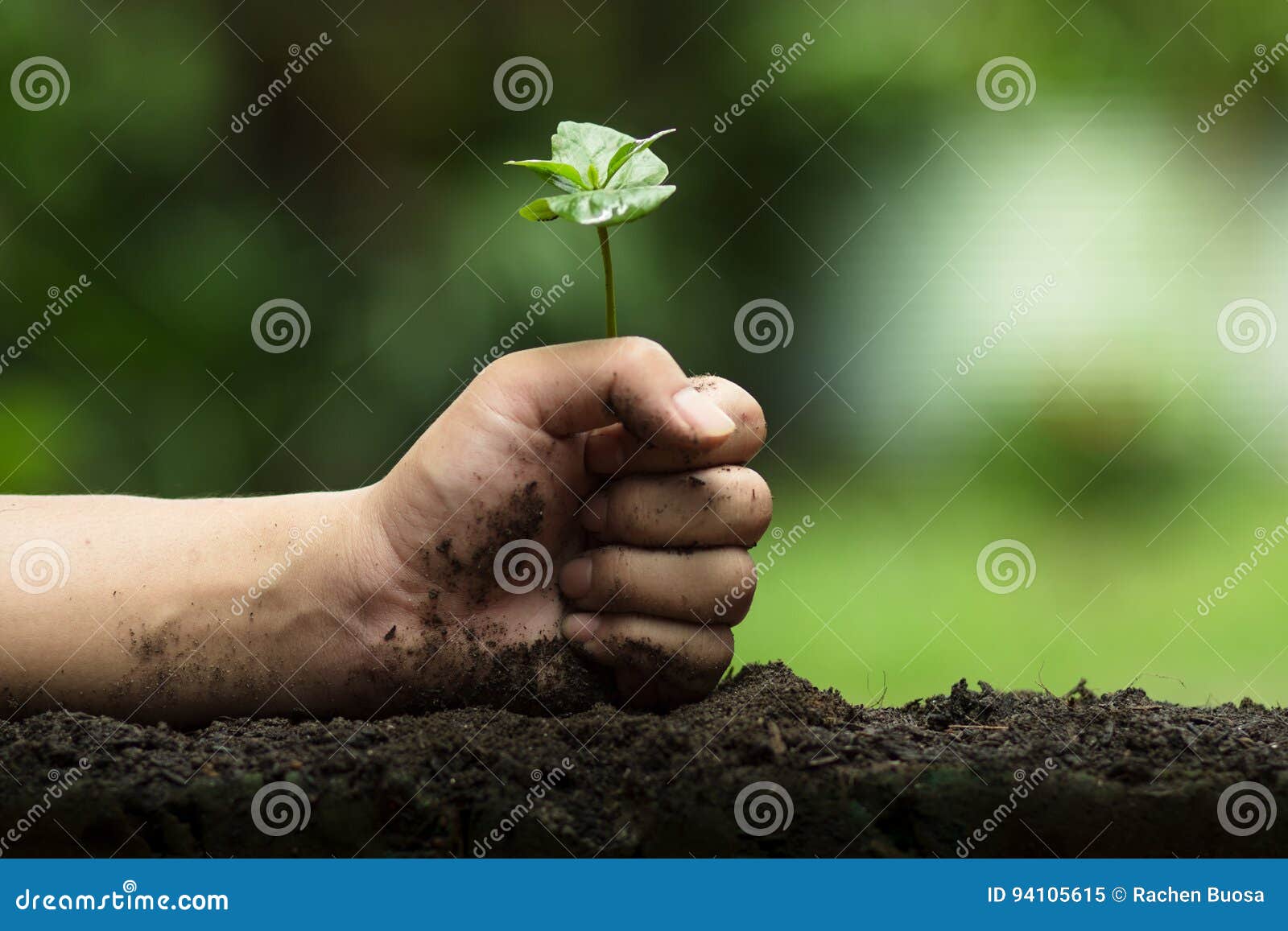 Hands Protect Trees, Plant Trees, Hands on Trees, Love Nature Stock ...