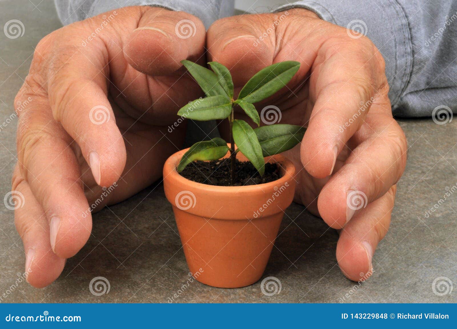 Protection of a Young Plant Stock Photo - Image of nature, plant: 143229848
