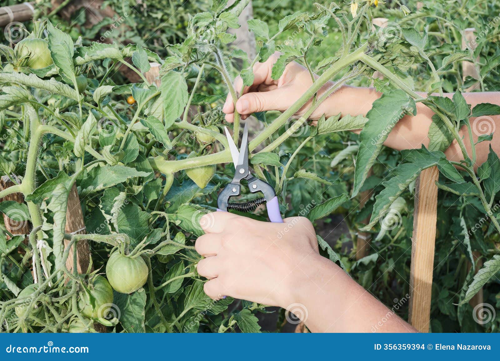 Hands Pruning Tomato Plant in Garden with Scissors Stock Photo - Image of foliage, manual: 356359394