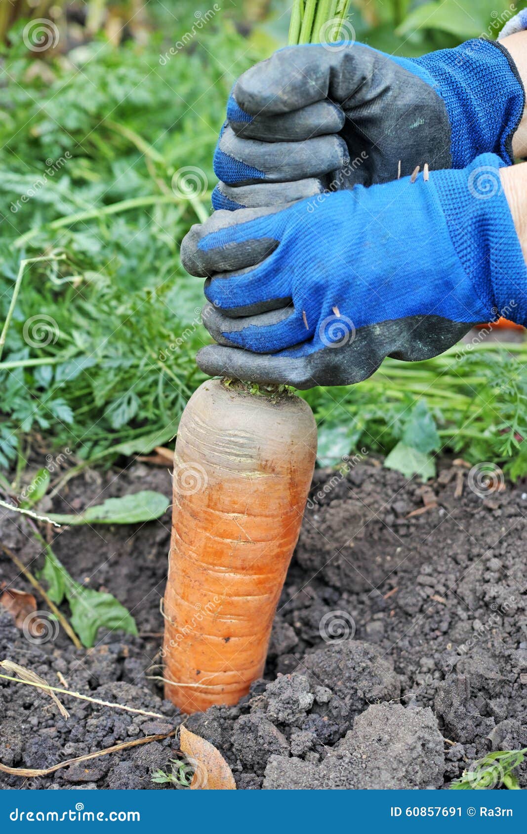 Hands Pulled a Large Carrot Stock Image - Image of autumn, earth: 60857691