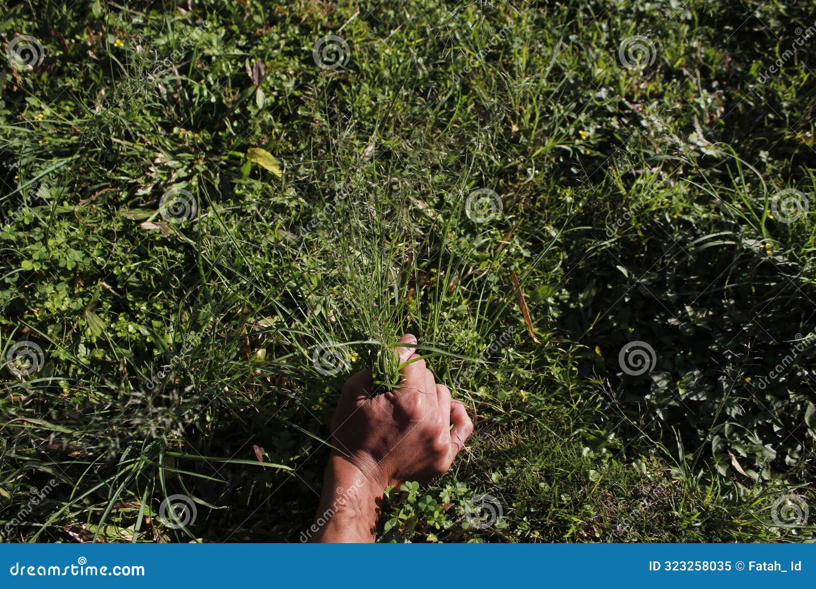 Hands Pulling Grass in the Yard, Cleaning Weeds, Caring for the ...