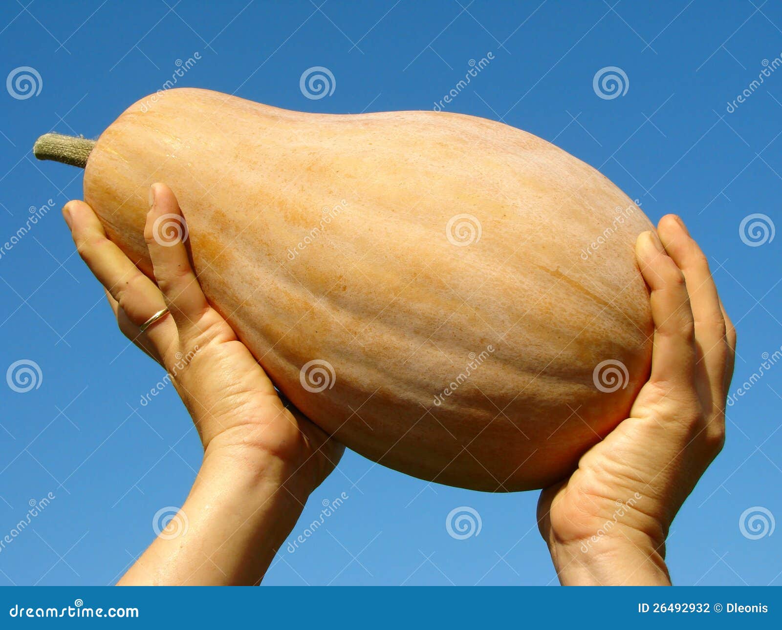 Hands with pumpkin stock photo. Image of holding, human - 26492932