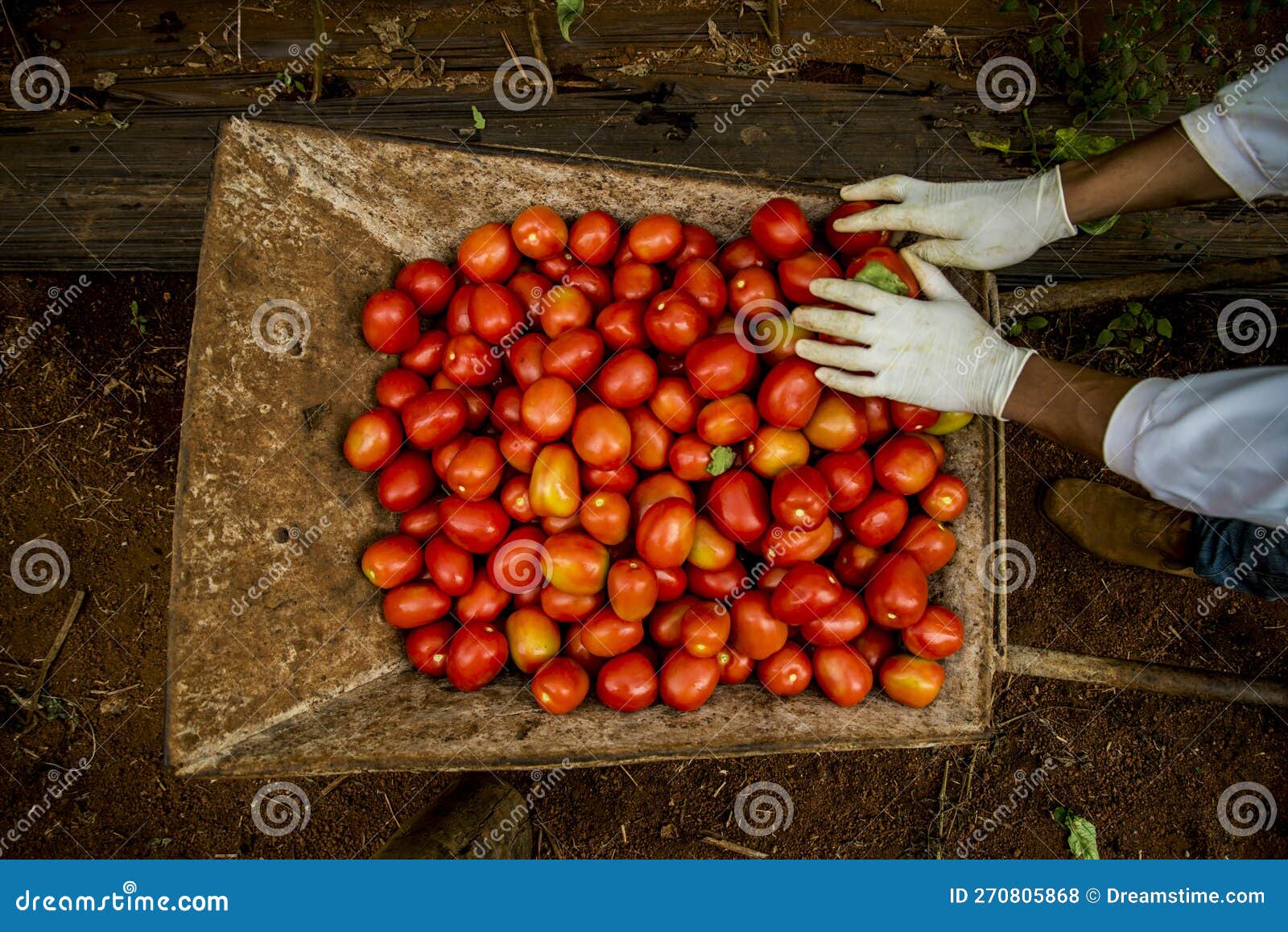 Hands Putting Tomatoes in the Wheelbarrow, Top View Stock Photo - Image ...