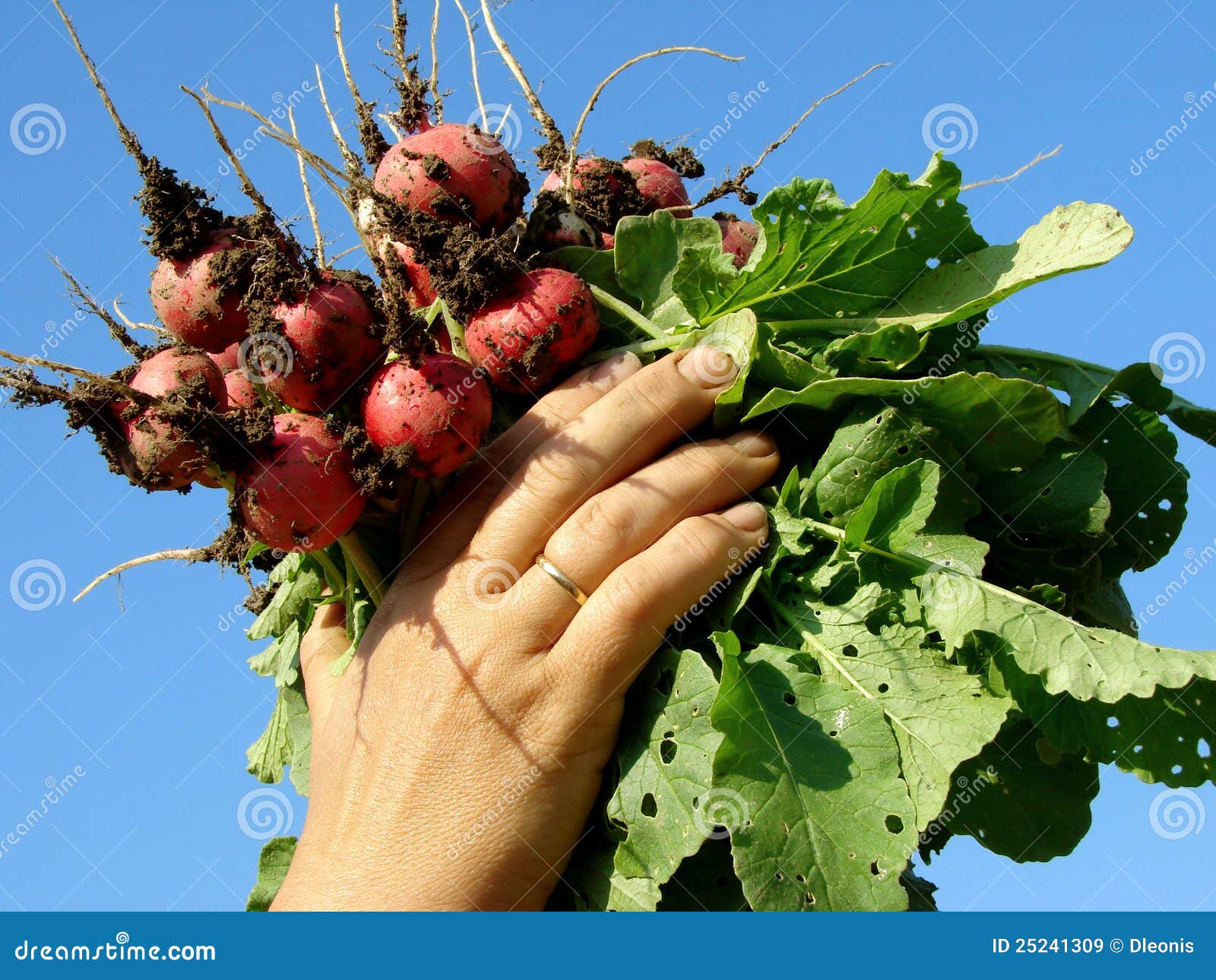 Hands with radishes stock image. Image of fingers, blue - 25241309