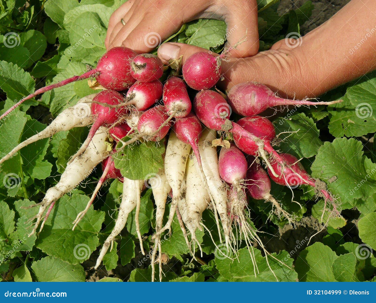 Hands with radishes stock image. Image of food, organic - 32104999