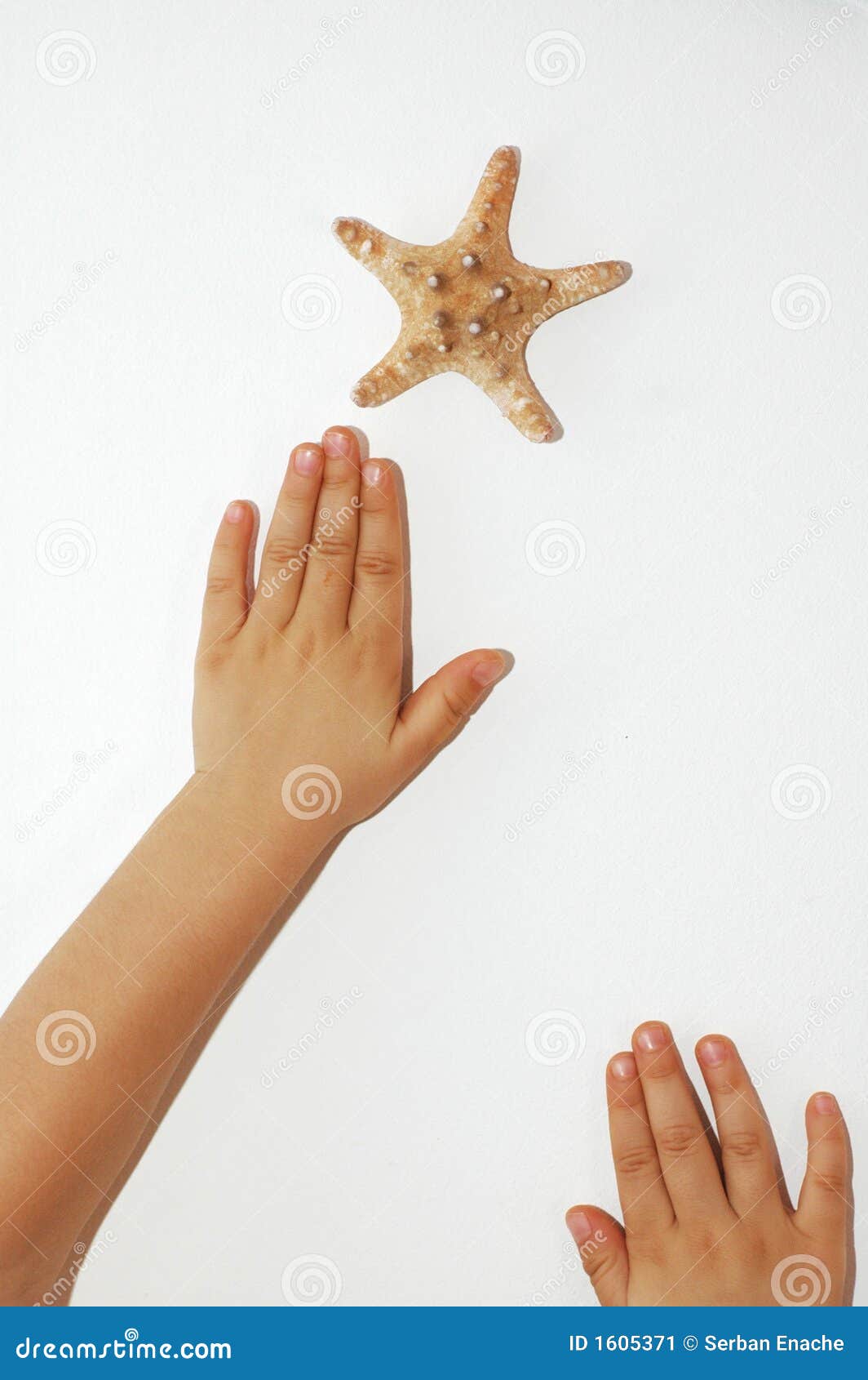 Hands reaching star stock image. Image of echinodermata - 1605371