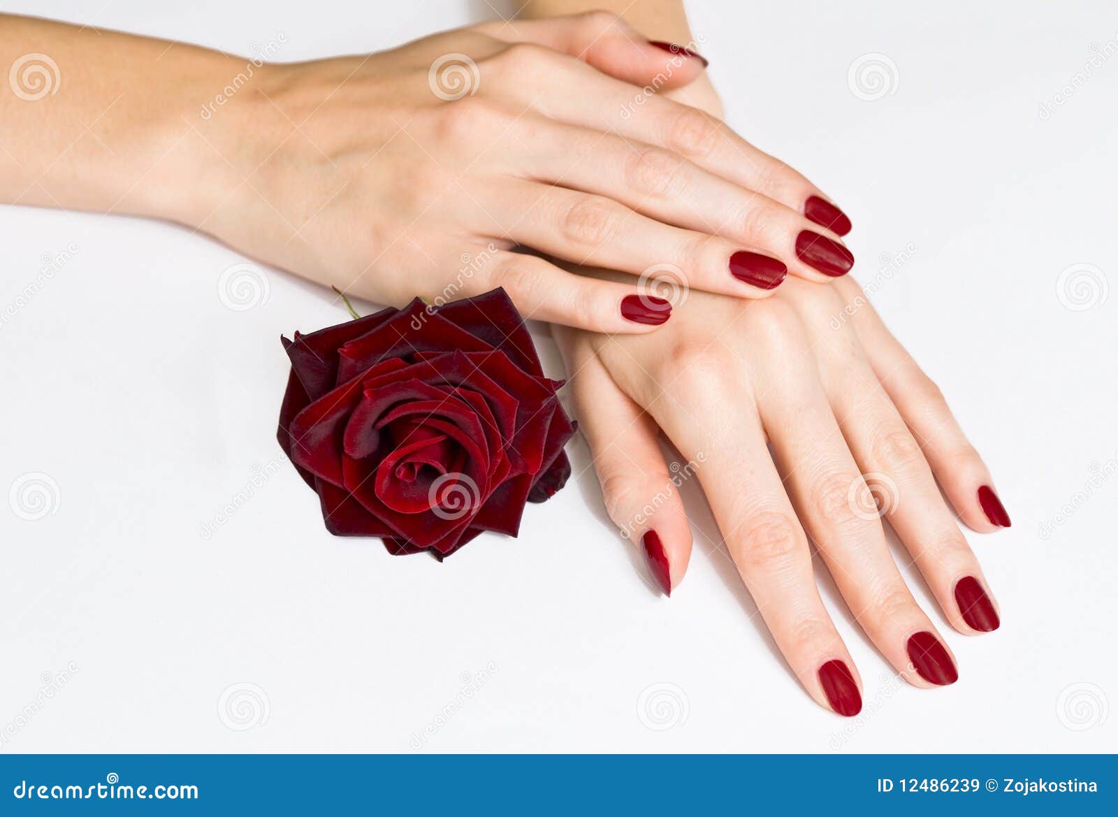 Hands with Red Manicure and Rose Stock Image - Image of finger, lying ...