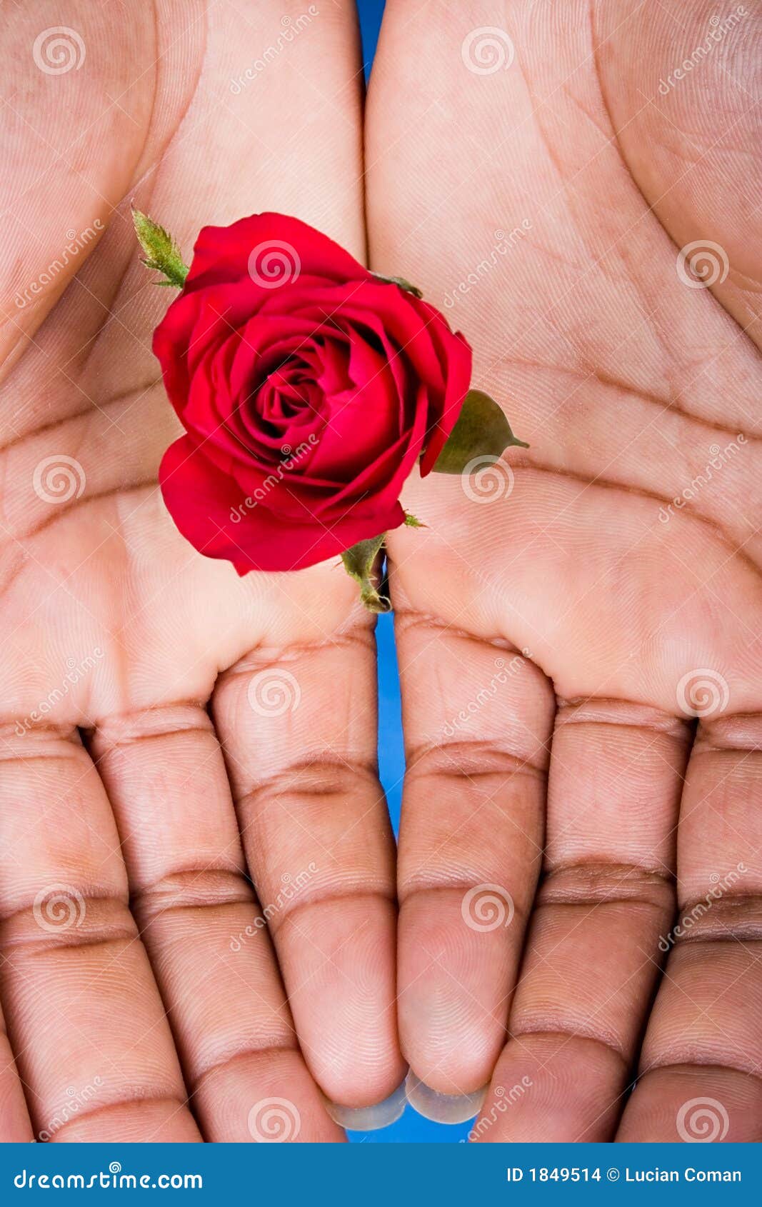 Hands with Red Valentine Rose Stock Photo - Image of valentine, love ...