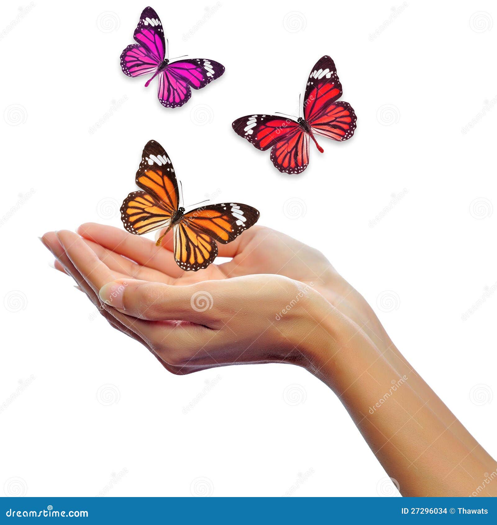 Hands Releasing Butterflies Stock Photo - Image of antennae, release ...