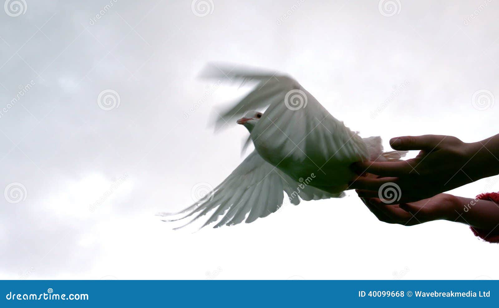 Hands releasing a dove stock footage. Video of person - 40099668