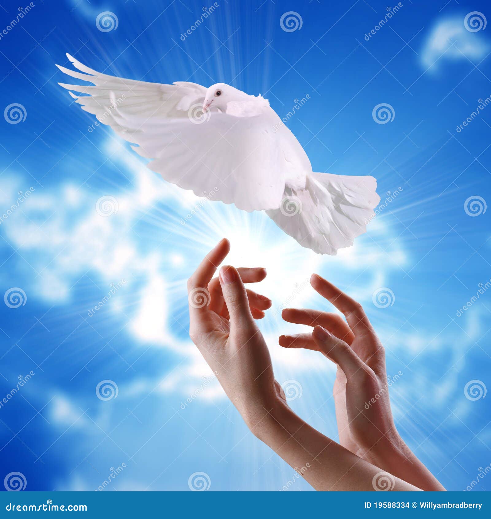 Hands Releasing White Dove into Sky To the Sun Stock Photo - Image of ...
