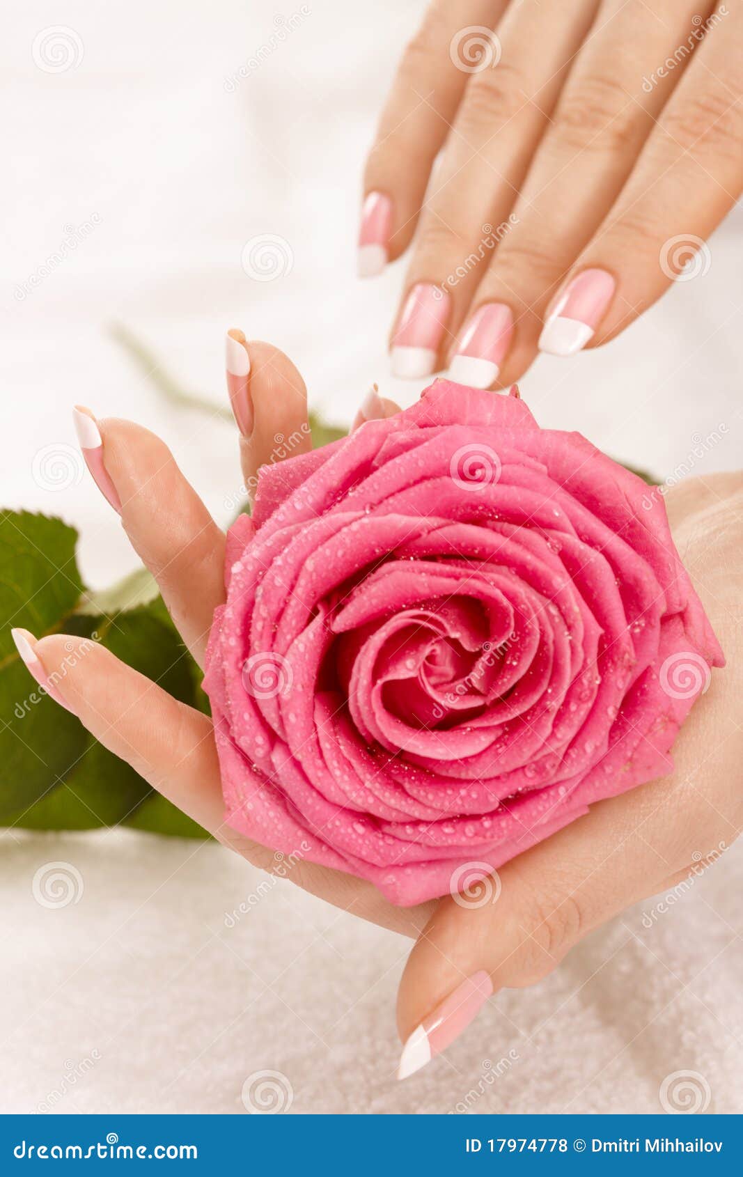 Hands with a rose stock photo. Image of freshness, fresh - 17974778
