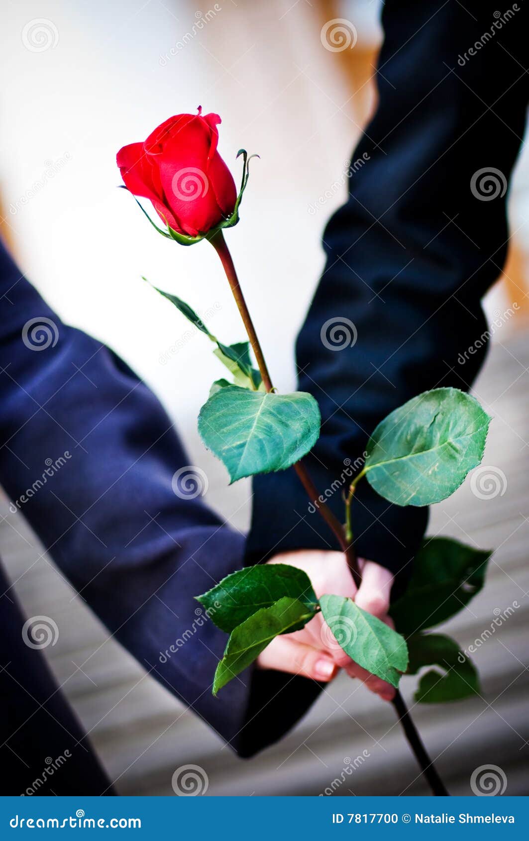 Hands with rose stock photo. Image of hands, nature, holiday - 7817700
