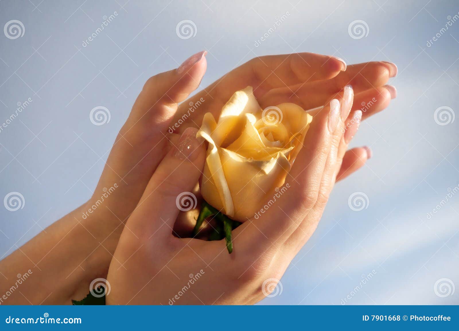 Hands with rose stock photo. Image of flower, finger, attractive - 7901668