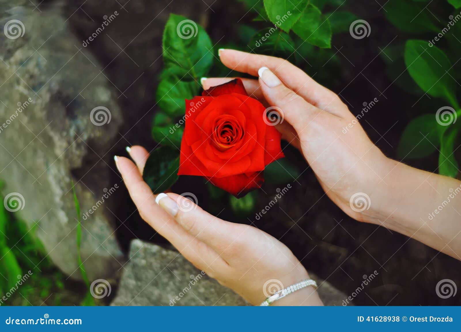 Hands and rose stock photo. Image of people, valentine - 41628938