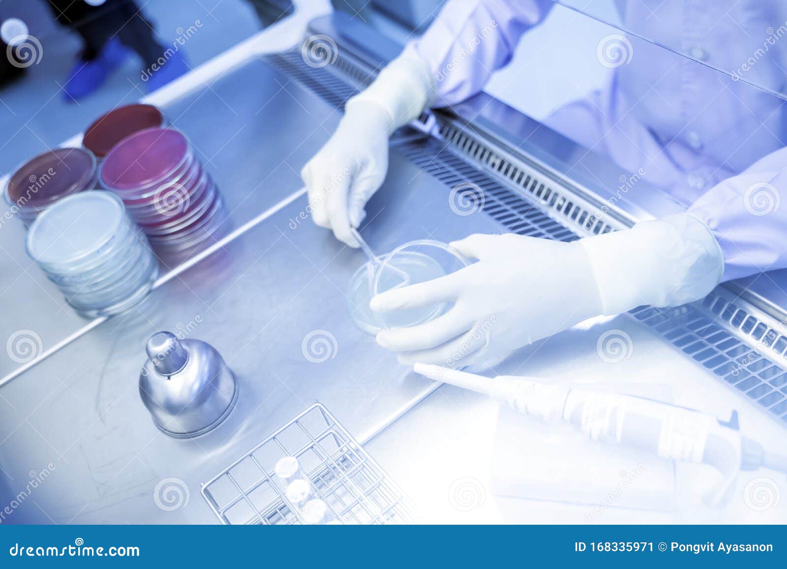 Hands of Scientists are Working on Research.Bacteria in Agar Sheets ...