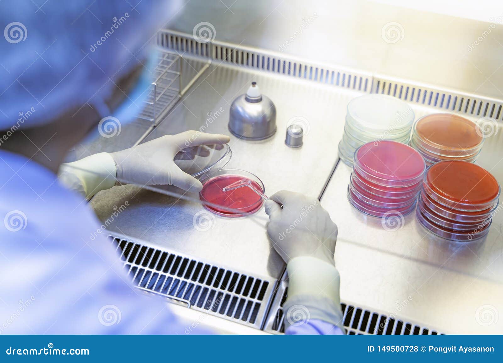 Hands of Scientists are Working on Research.Bacteria in Agar Sheets ...