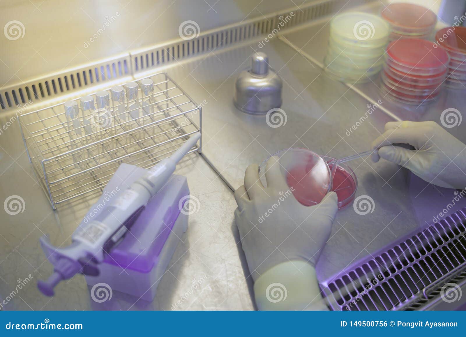 Hands of Scientists are Working on Research.Bacteria in Agar Sheets ...