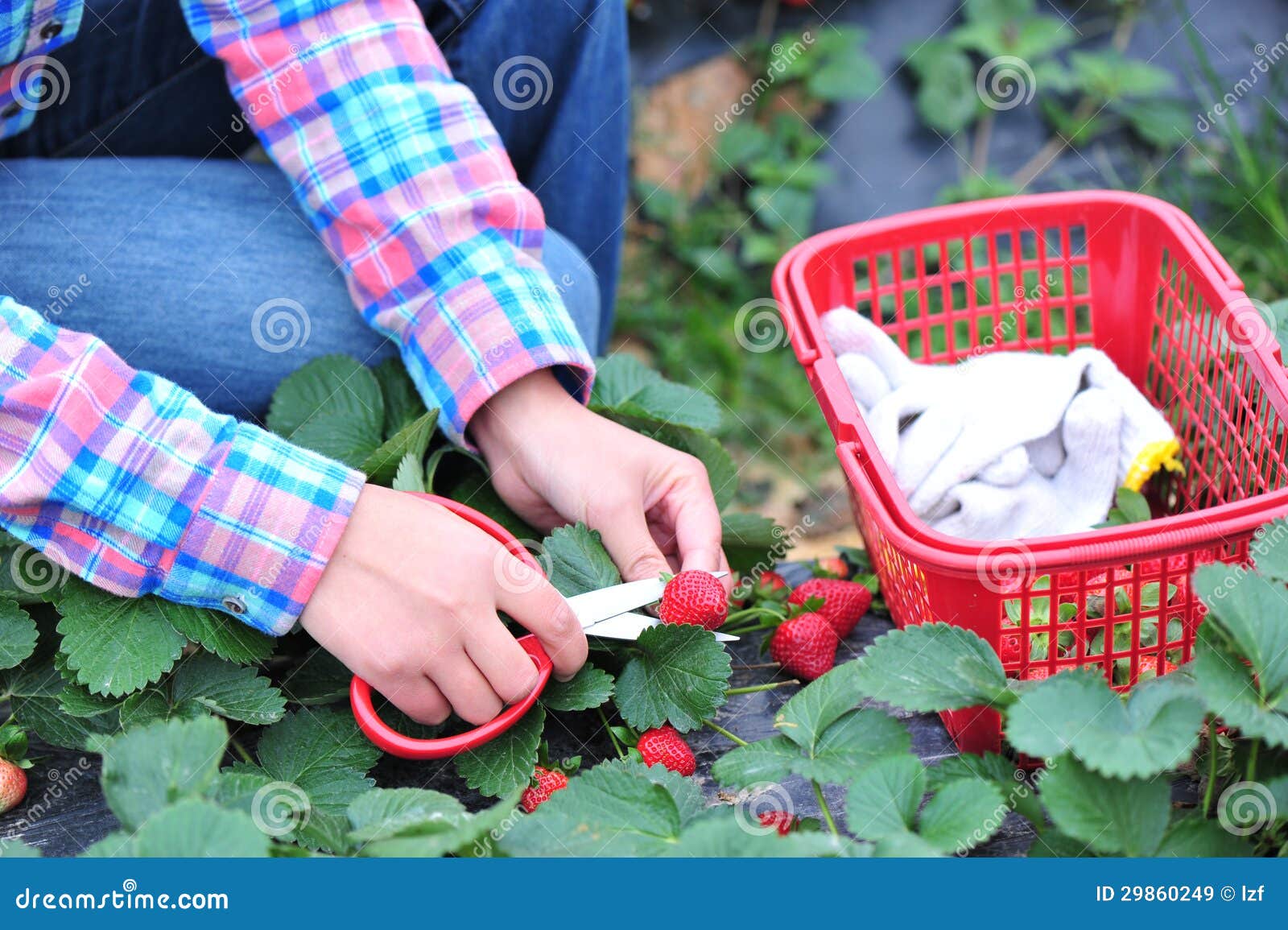 People picking strawberry stock image. Image of harvest - 29860249