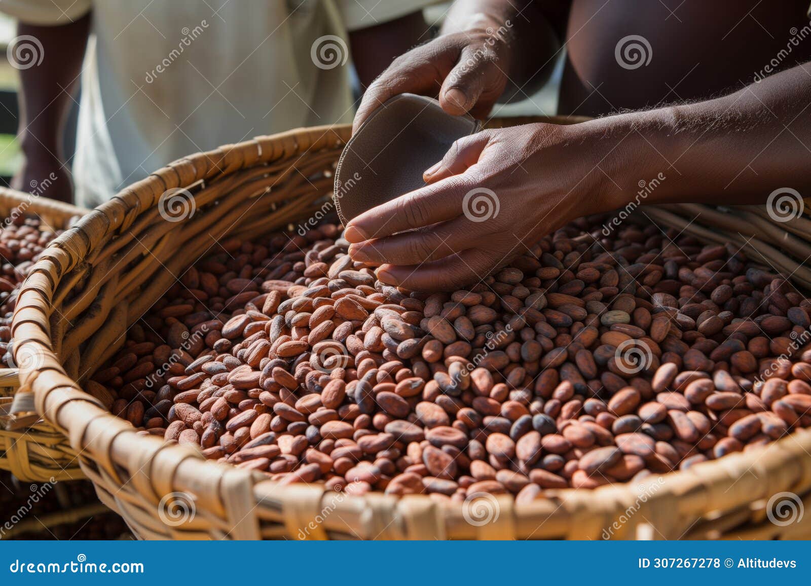 Hands Scooping Cocoa Beans from Basket at Sorting Station Stock Photo ...