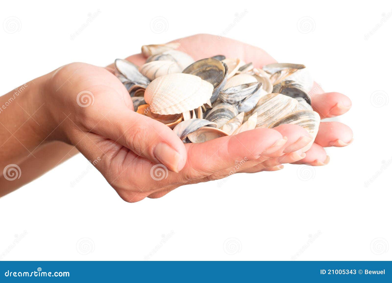 Hands and sea shells stock image. Image of water, animal - 21005343