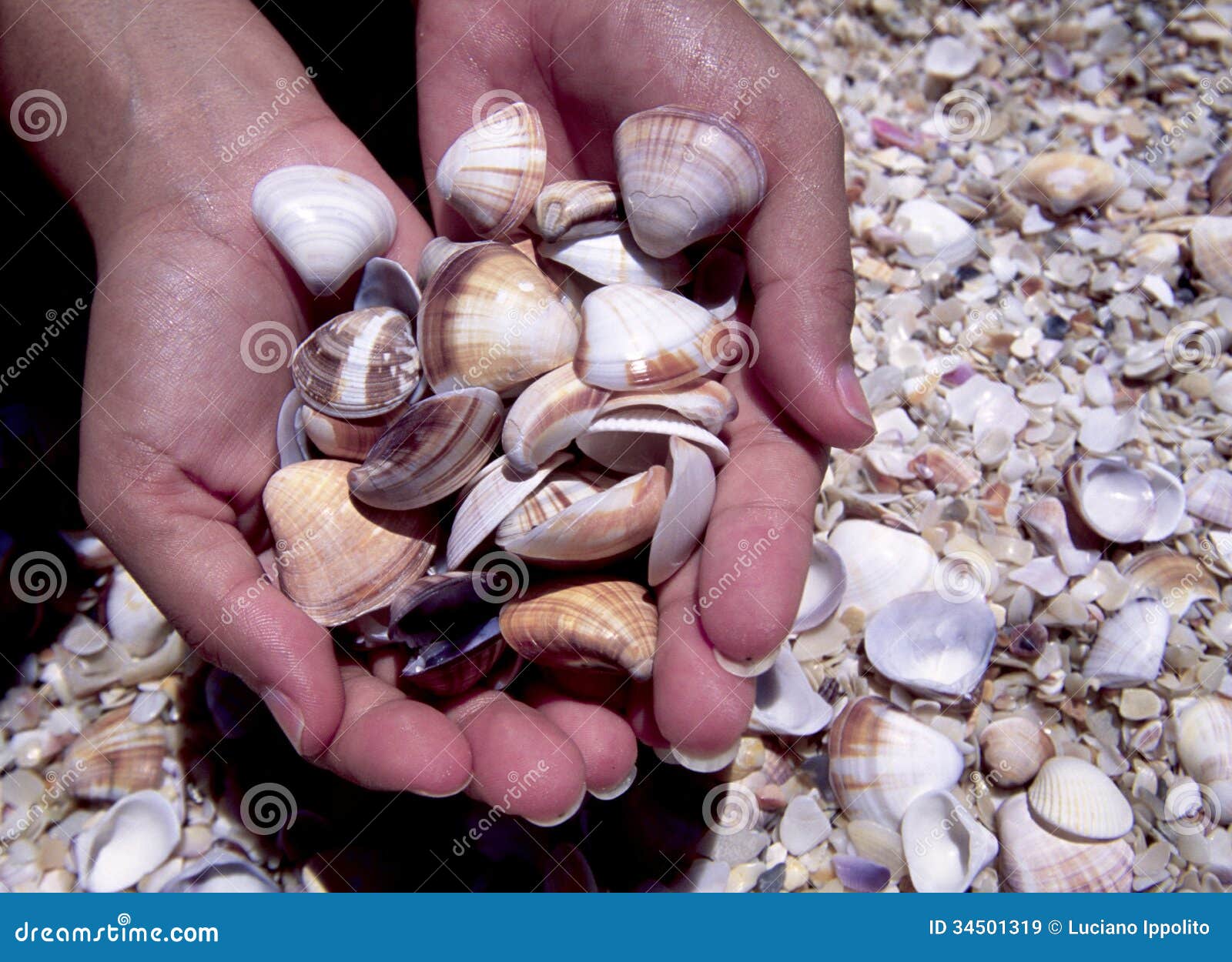 Hands with seashells stock image. Image of shells, vacation - 34501319