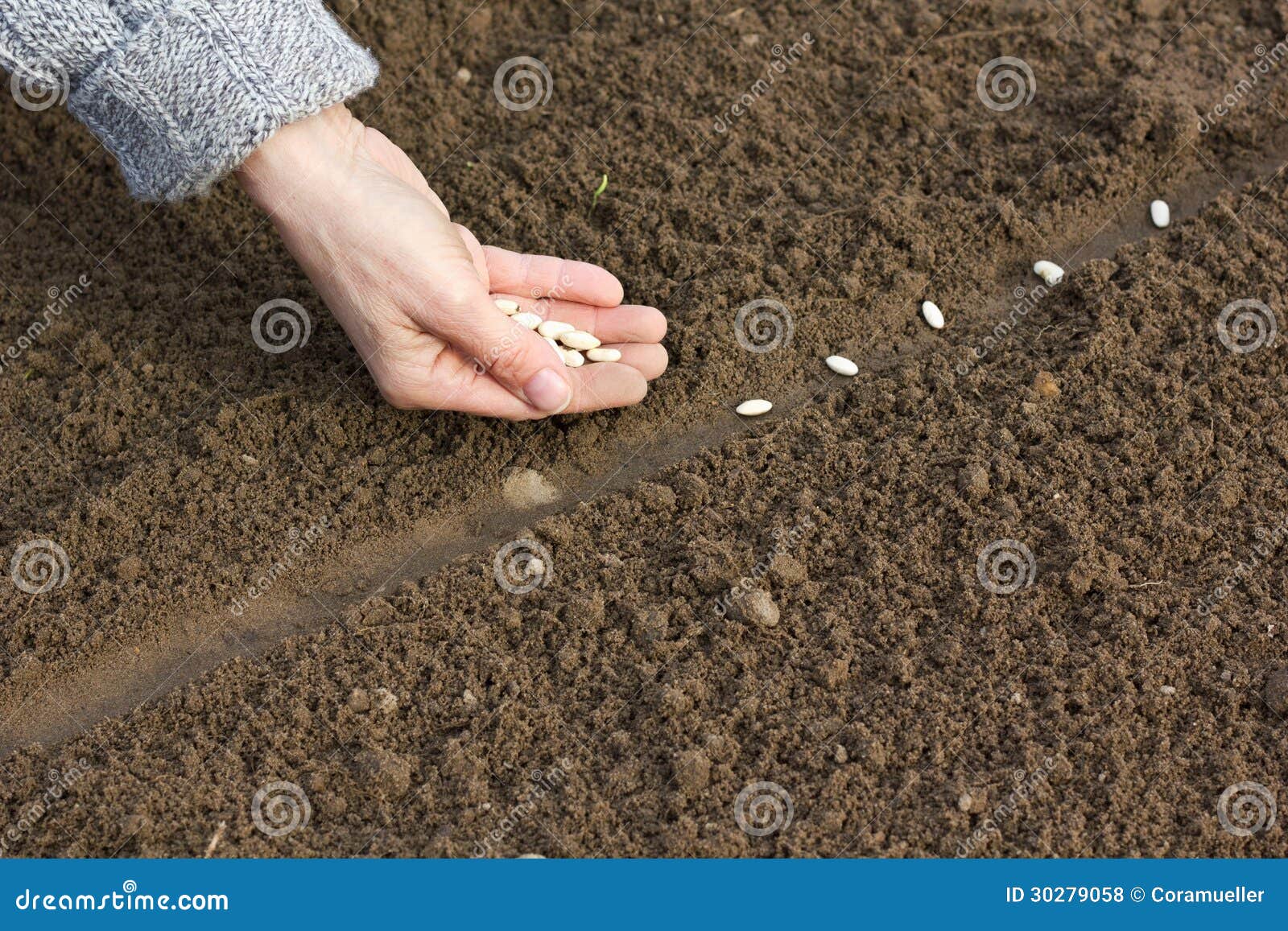 Seeding stock photo. Image of sweater, seeds, gardener - 30279058