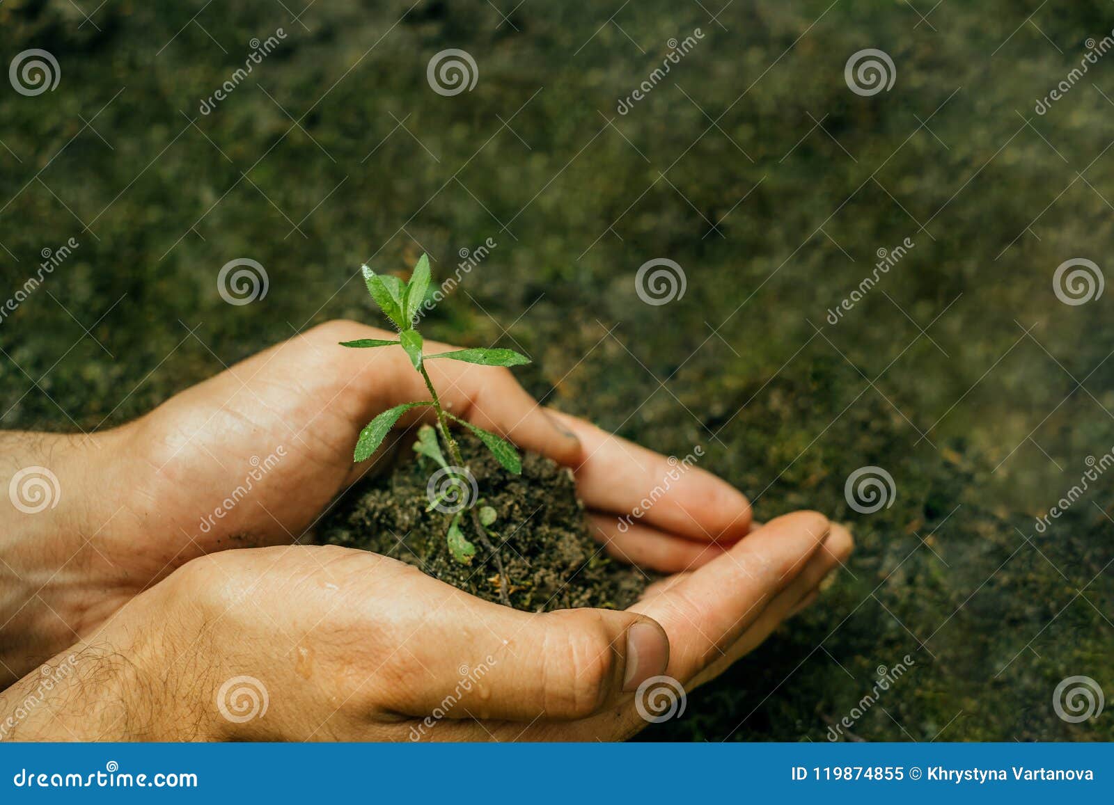Hands seedling the soil stock image. Image of environmental - 119874855