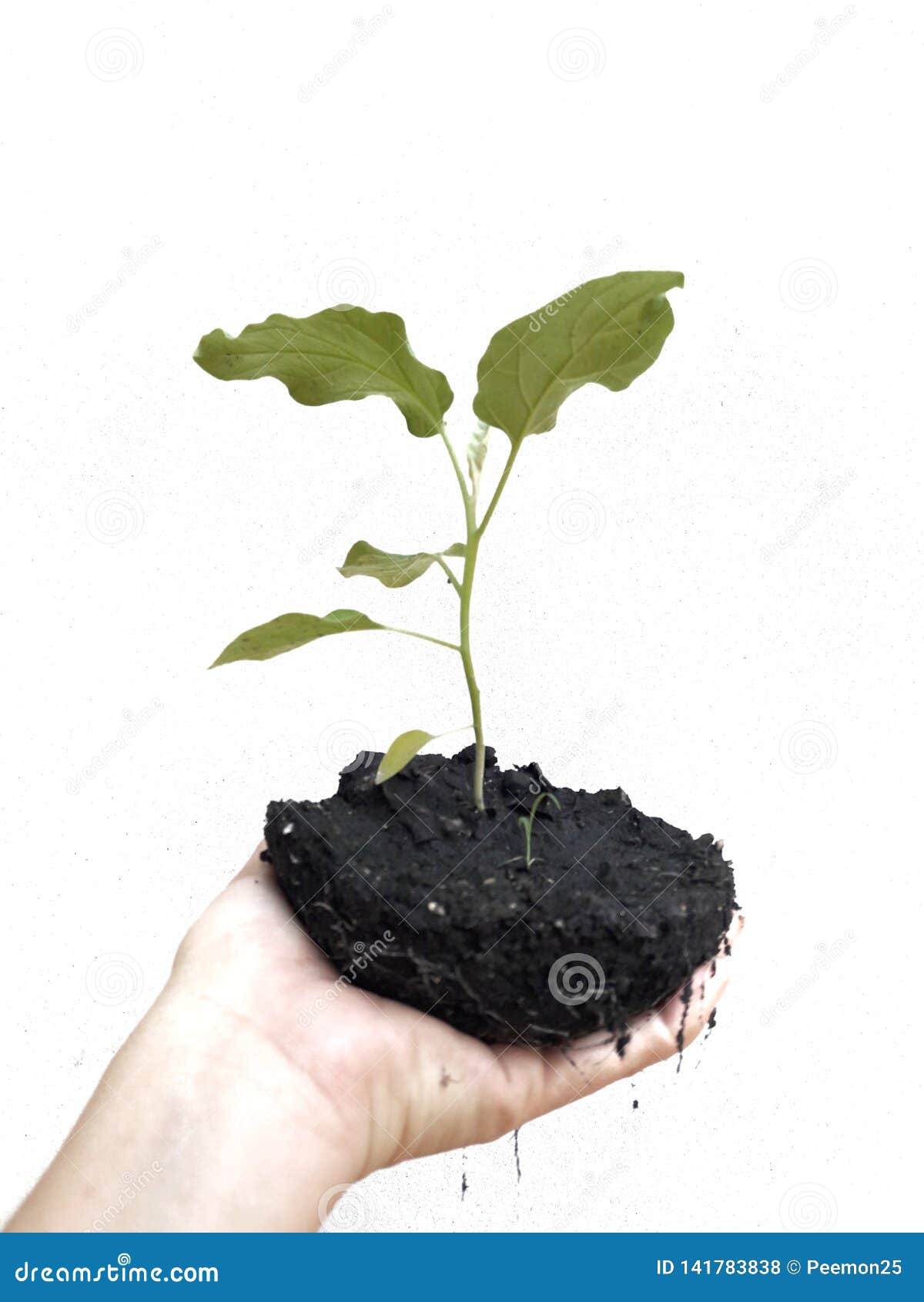 Hands and seedlings stock photo. Image of hands, seedling - 141783838