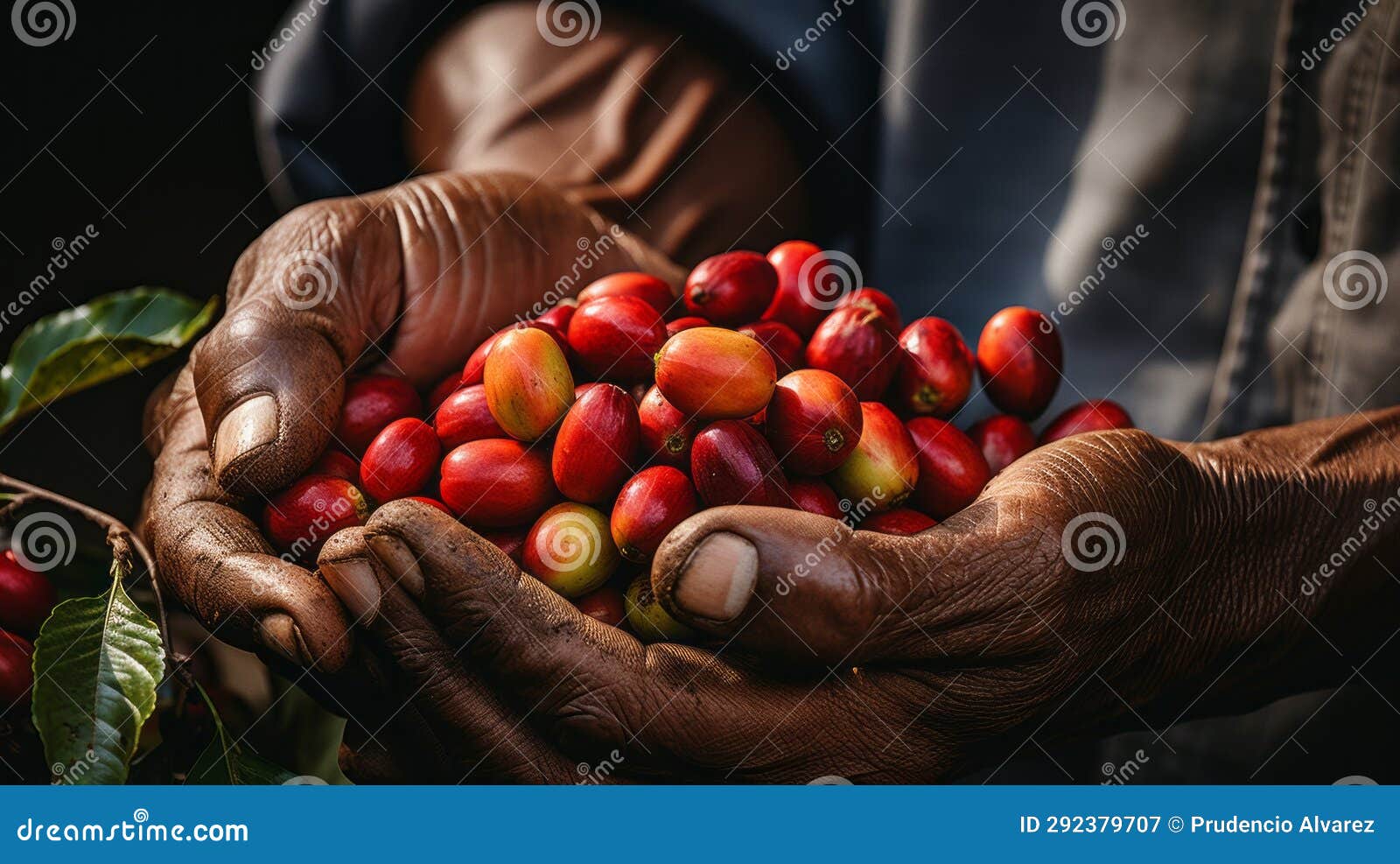 Hands Selecting Beans from the Coffee Stock Illustration - Illustration ... Hands Selecting Beans from the Coffee Stock Illustration - Illustration ...