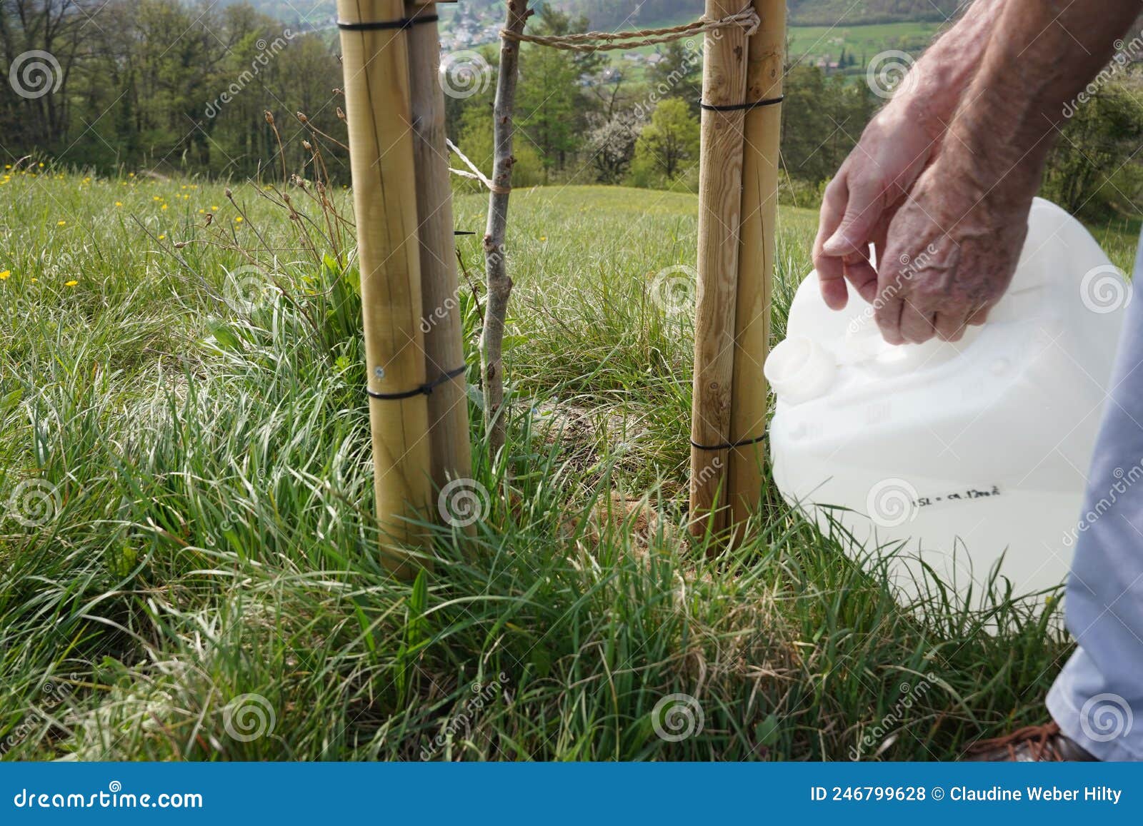 Hands of Senior Man, Giving Water with Canister To Young Walnut Tree ...