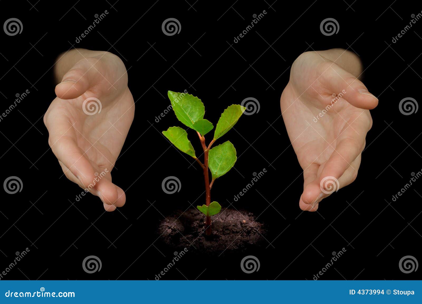 Hands shielding young tree stock photo. Image of dark - 4373994