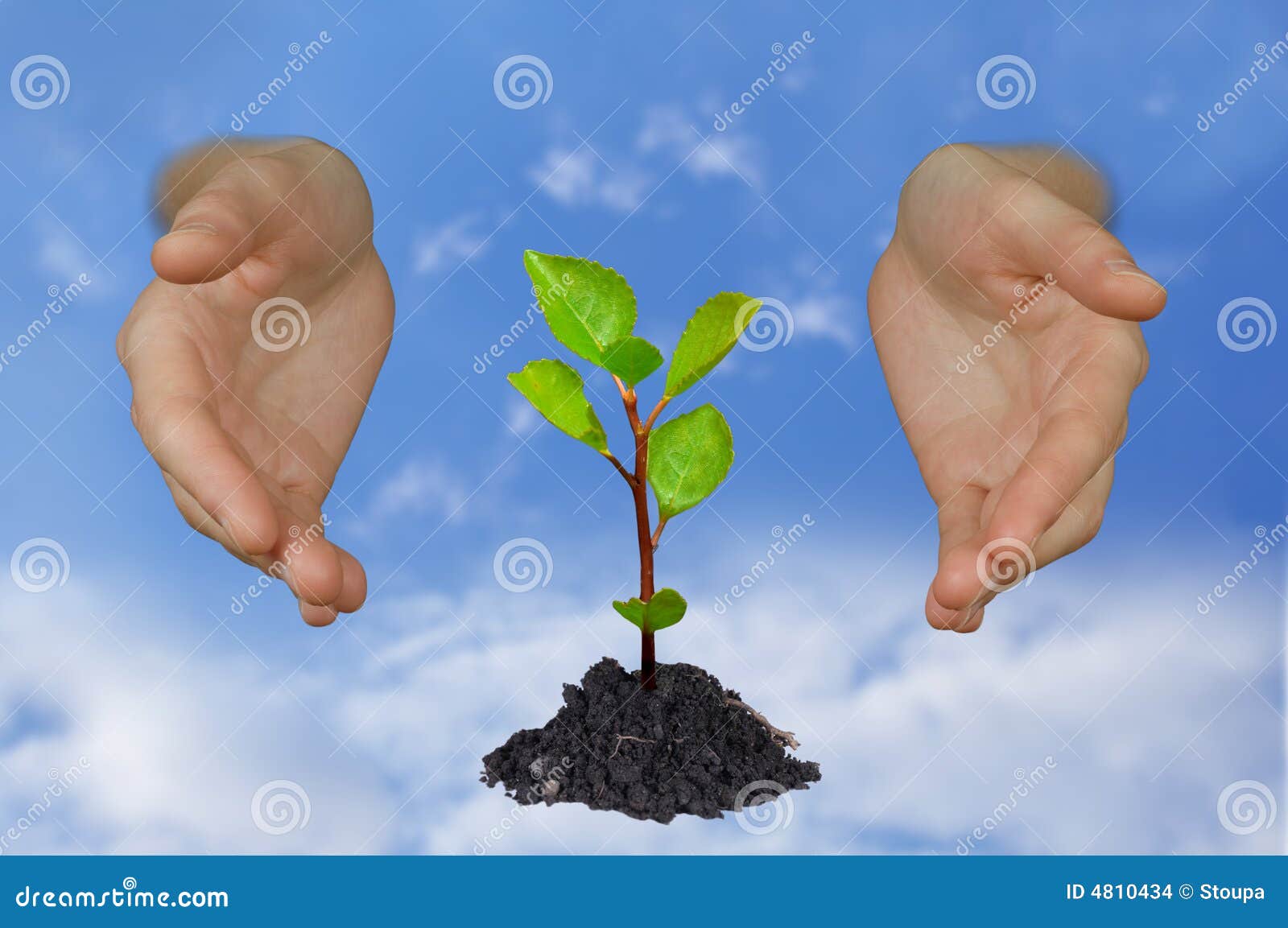 Hands shielding young tree stock photo. Image of hands - 4810434