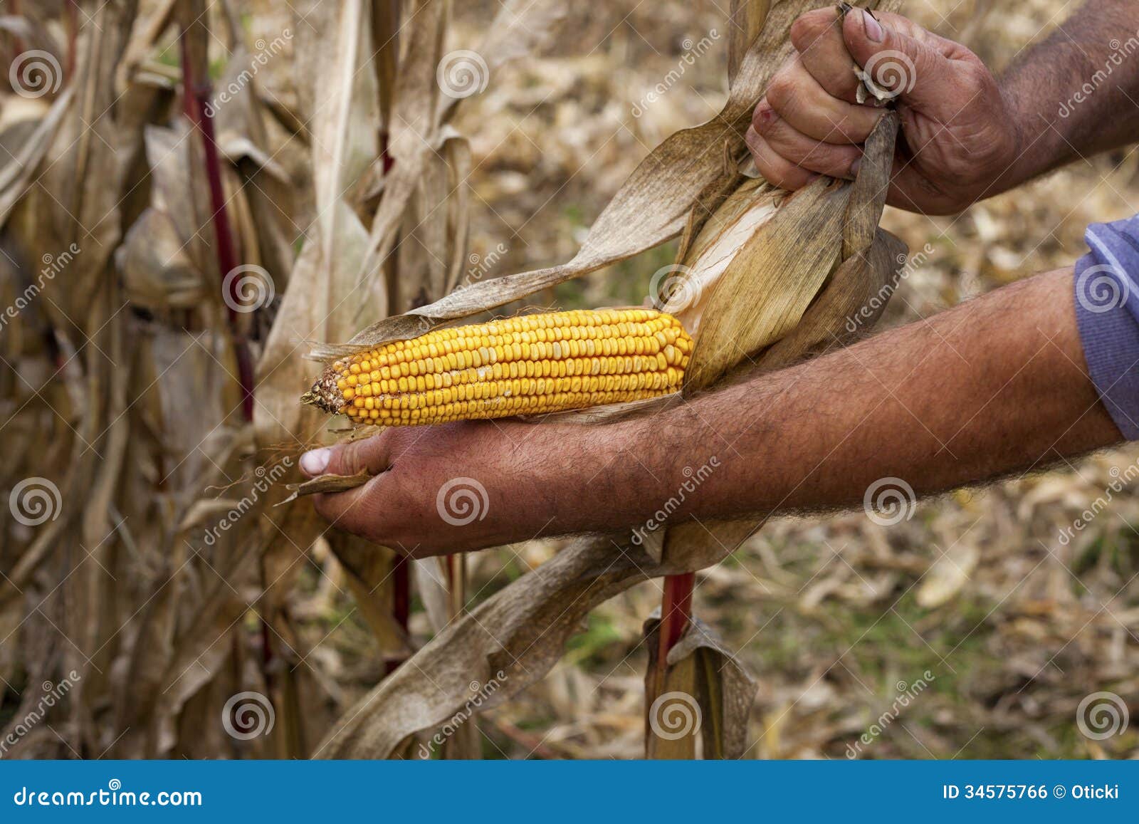 Hands Showing Beautiful Corn Maize Ear Stock Photo - Image of nutrition ...