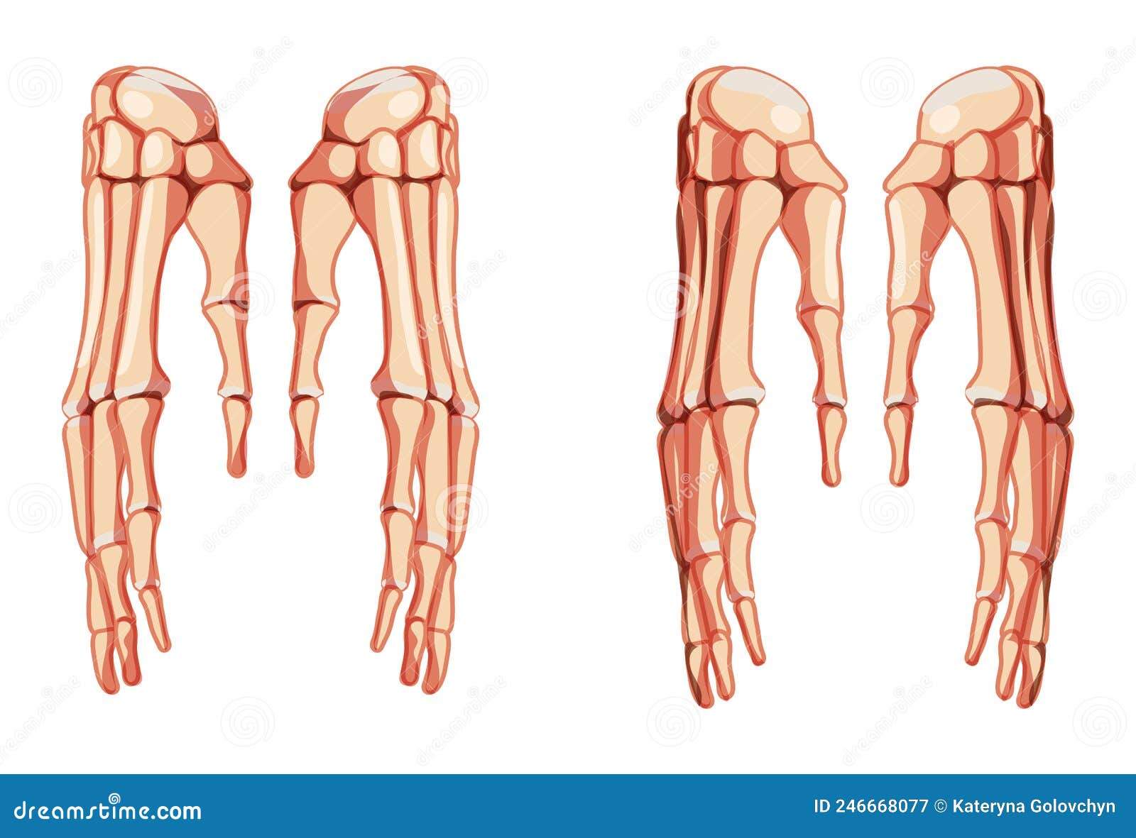 Hands Skeleton Human Front Anterior Ventral View. Set Of Carpals, Wrist ...