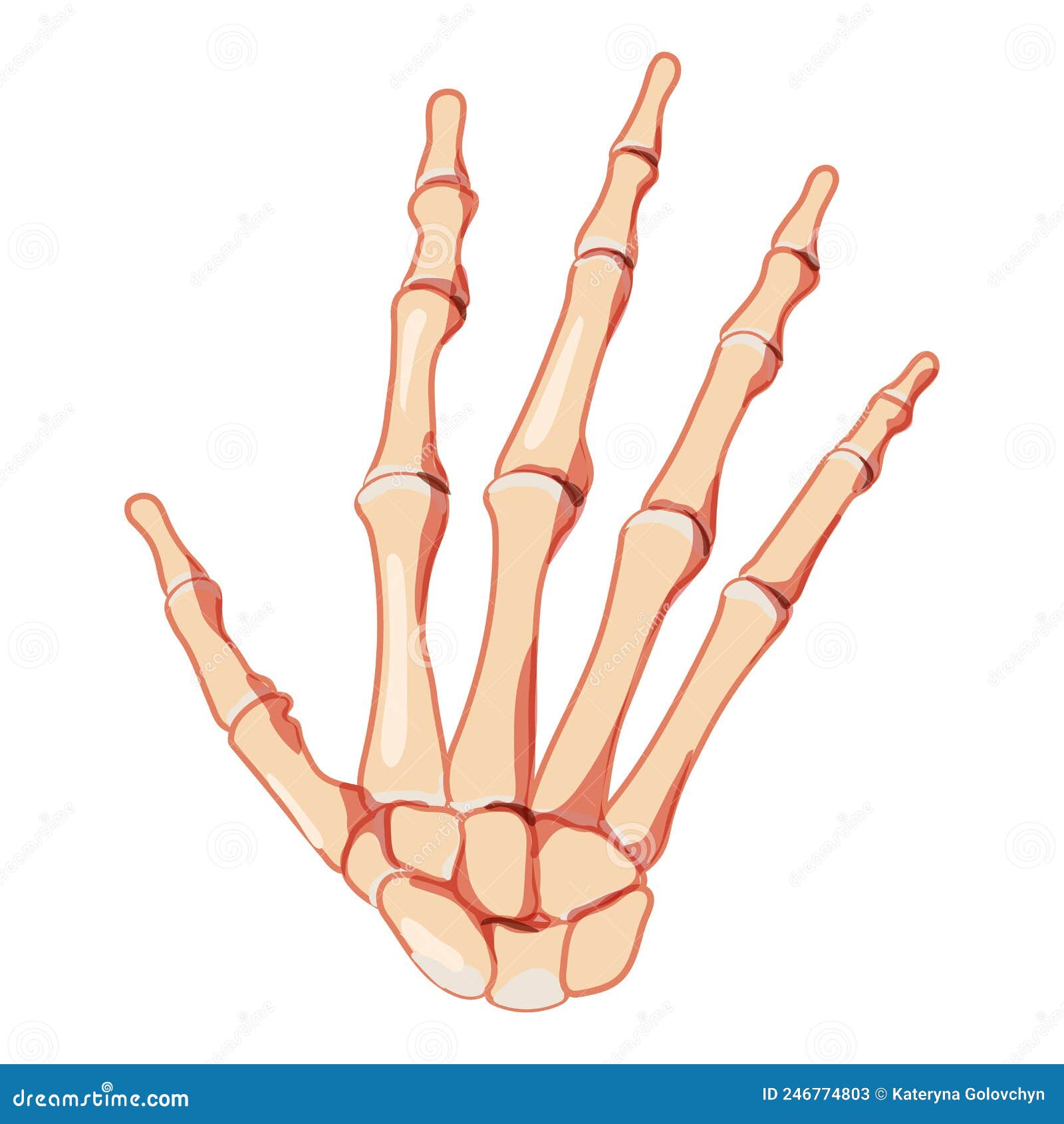 Hands Skeleton Human Front Back View. Set Of Carpals, Wrist ...