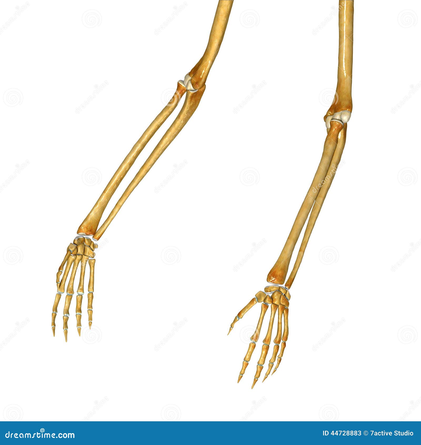 Hands skelett stock illustrationer. Illustration av handflatan - 44728883